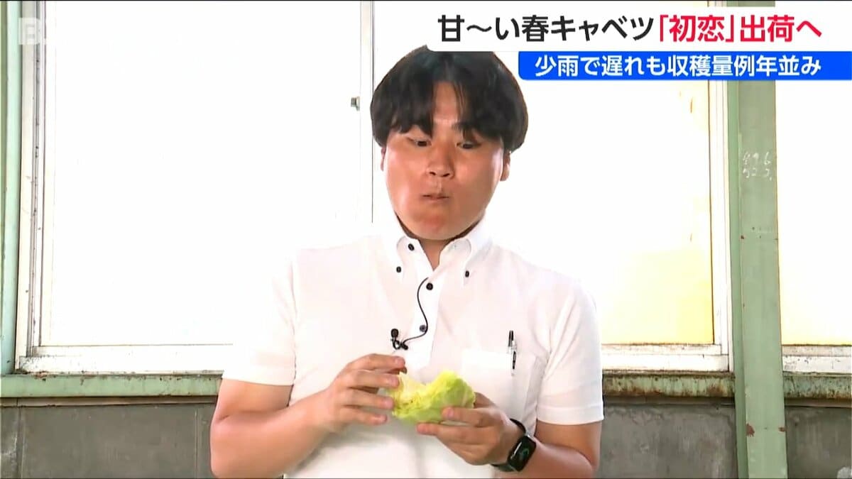 甘い春キャベツ『初恋』大きさや形を確かめる目合わせ会 新潟・三条市（BSN新潟放送）｜dメニューニュース（NTTドコモ）