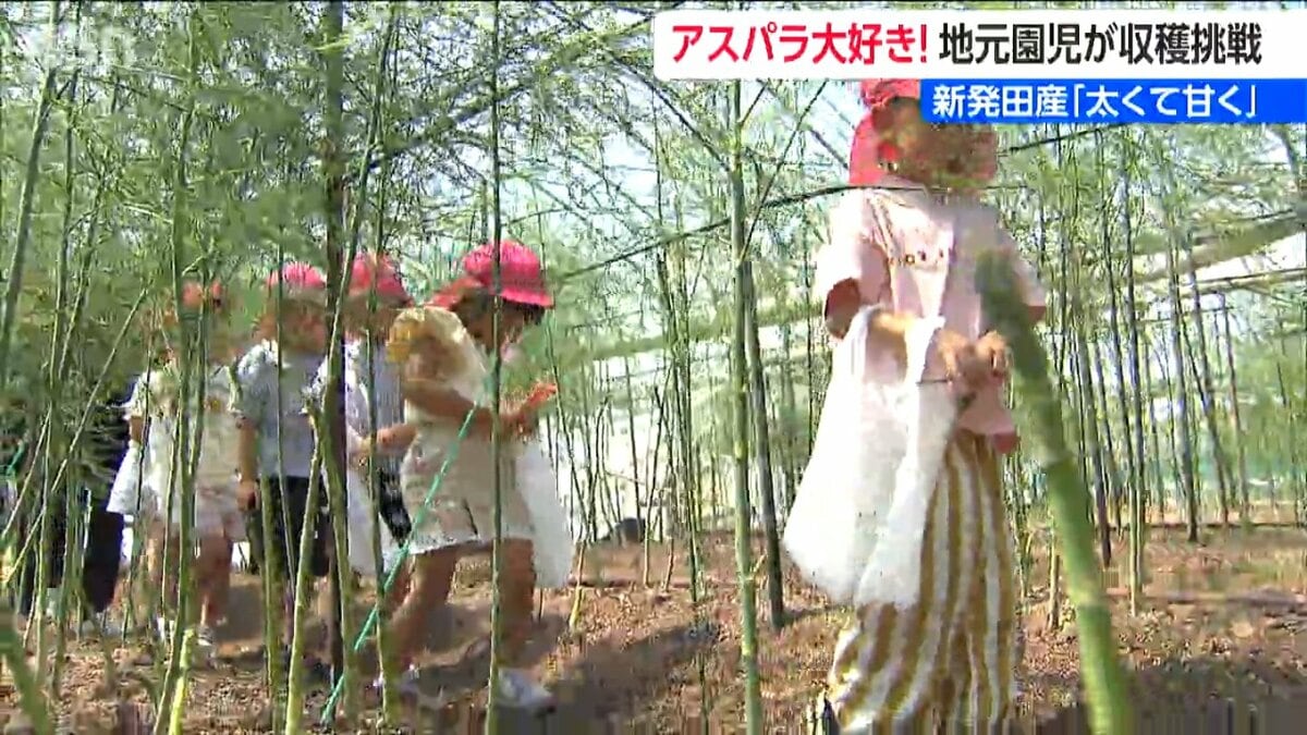 「太い、甘い、柔らかい」新発田産のアスパラガス 園児たちが収穫体験 保育園の給食でも提供 新潟（BSN新潟放送）｜dメニューニュース（NTTドコモ）