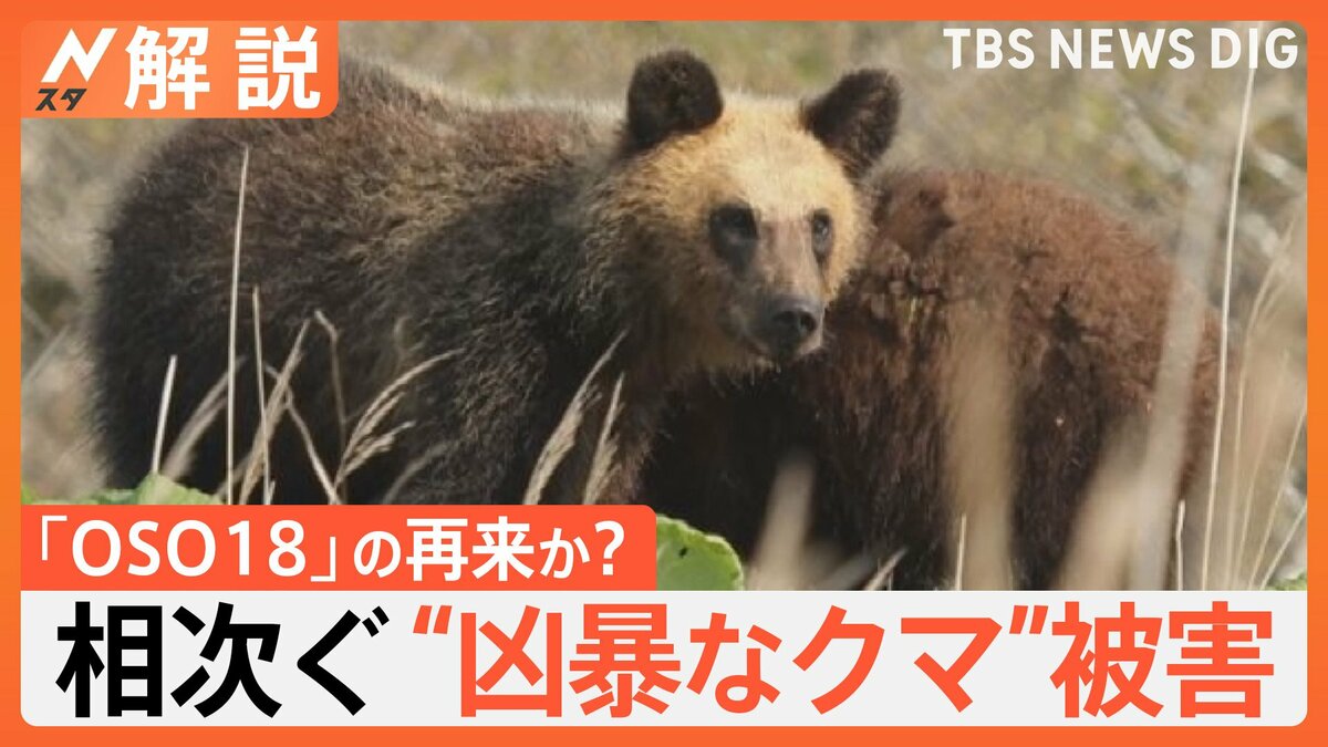 「OSO18」再来？ 牛4頭を襲撃か、各地で「クマ」目撃相次ぐ、駆除をめぐり新たな問題も… 猟友会が出動要請を辞退【Nスタ解説】 | TBS NEWS DIG
