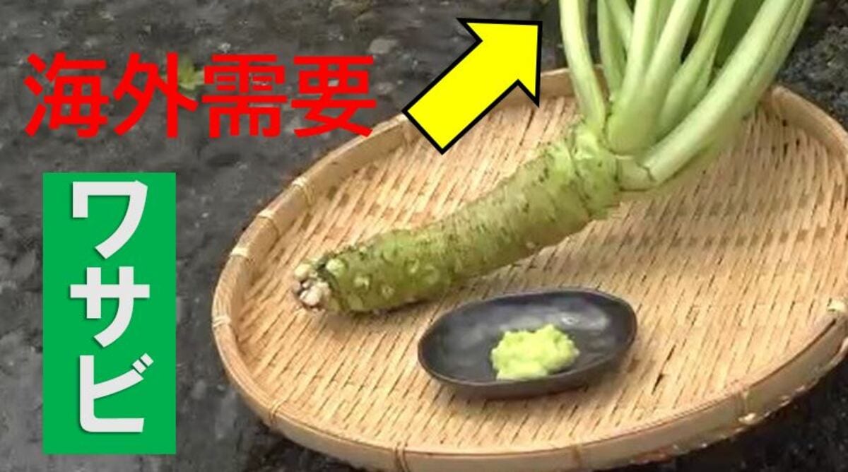 オンリーワンの辛さが魅力！海外で需要高まる『わさび』 ハーブとしてフランス料理にも！一方で生産量は…「売りたくても売れるものがない」現実 ...