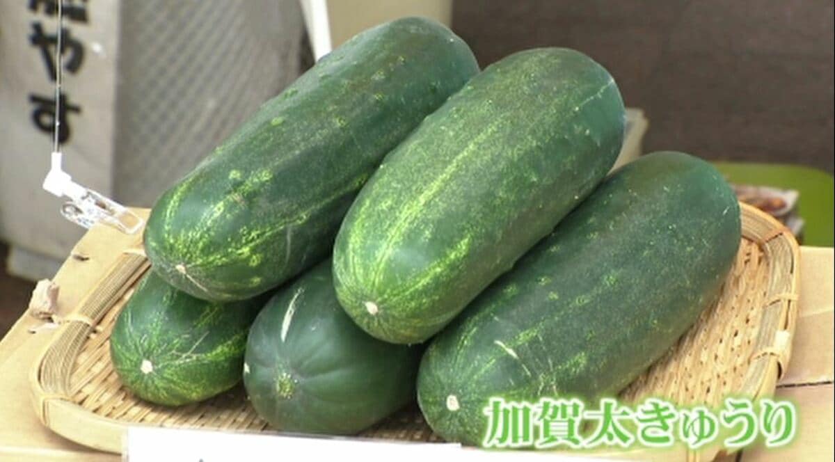 「生でもよし・煮てもよし・焼いてもよし」 加賀太きゅうりを試食フェアでPR | TBS NEWS DIG