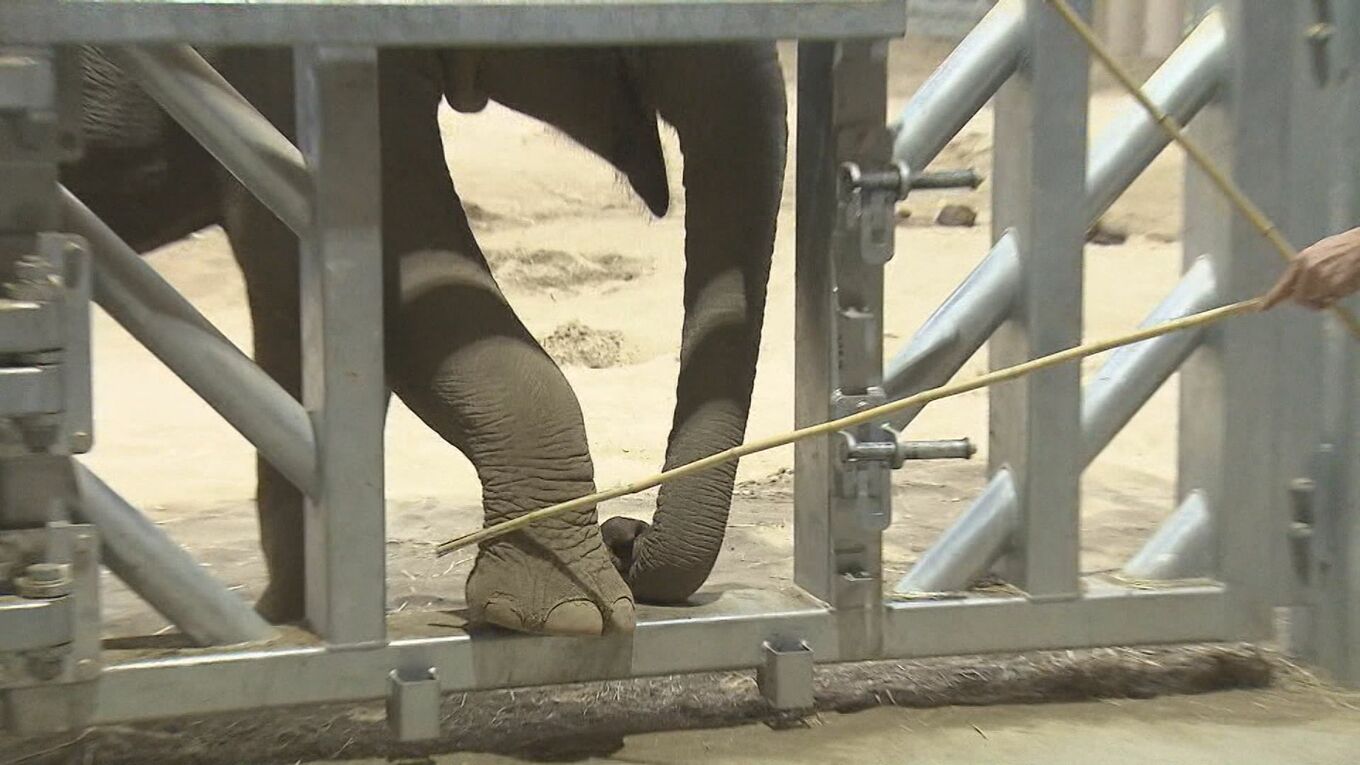 ゾウのケアと飼育員の安全を両立するには？ 沖縄こどもの国の事故から考える『準間接飼育』の可能性 | TBS NEWS DIG (5ページ)