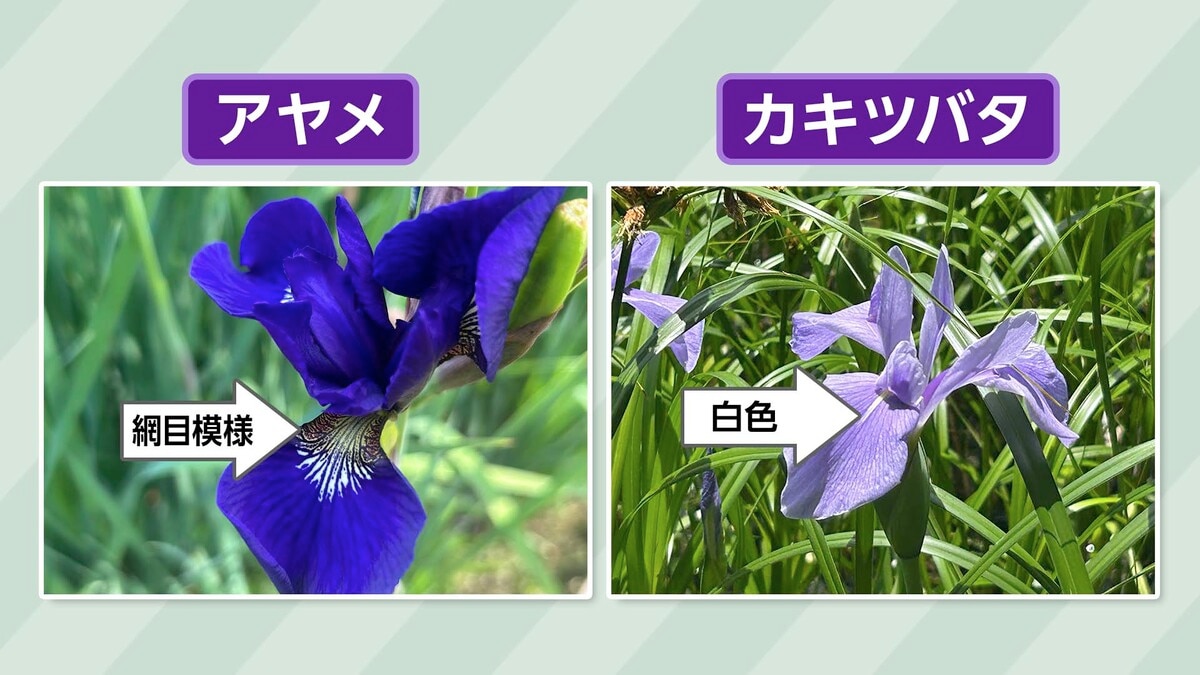 『いずれアヤメかカキツバタ』どちらがアヤメでどちらがカキツバタ？その見分け方は“花の中央”（BSN新潟放送）｜dメニューニュース（NTTドコモ）