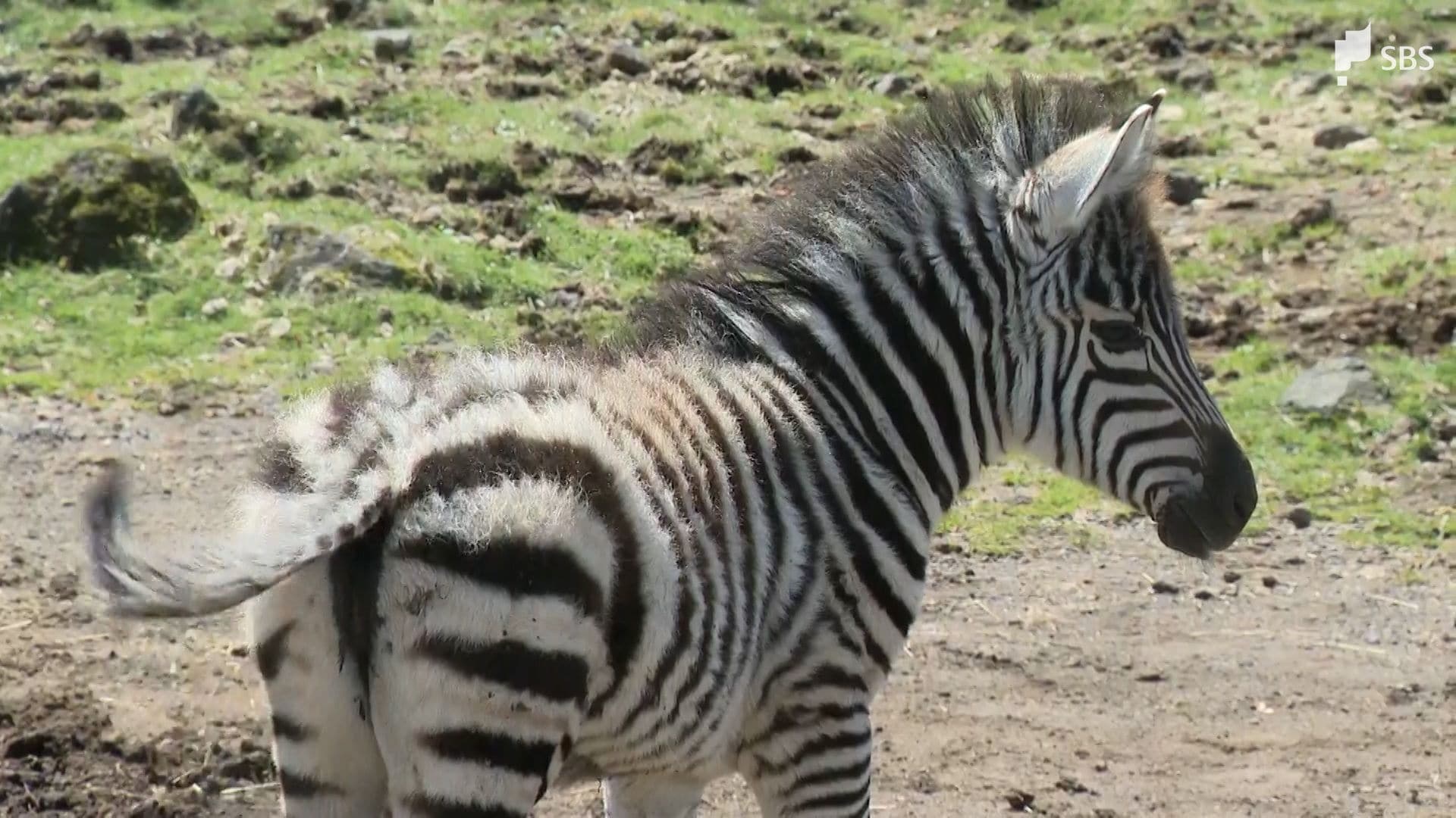 毛はふわふわ、のんびり愛らしく シマウマ赤ちゃん次々誕生、人気者に＝静岡・裾野市 | TBS NEWS DIG