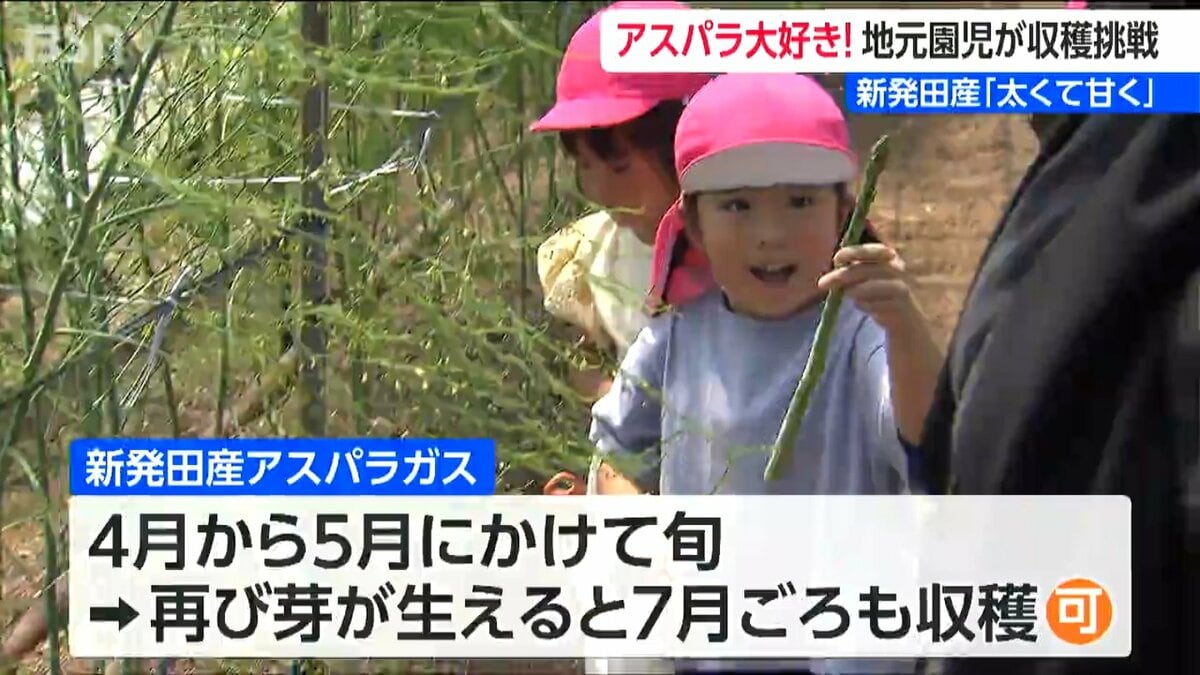 「太い、甘い、柔らかい」新発田産のアスパラガス 園児たちが収穫体験 保育園の給食でも提供 新潟（BSN新潟放送）｜dメニューニュース（NTTドコモ）