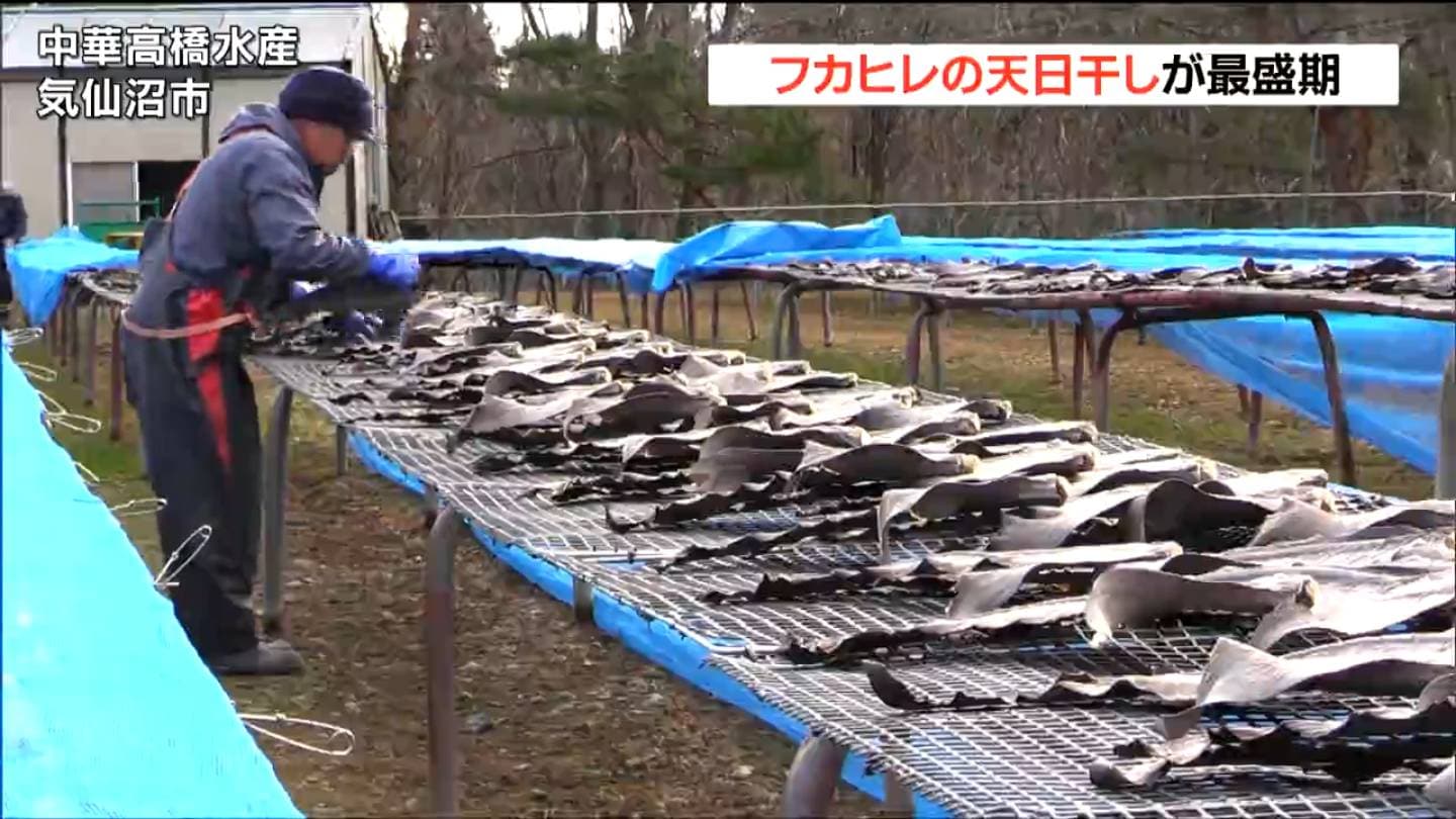 「室根おろし」にさらされて 高級食材『フカヒレ』天日干し 江戸時代から続く作業 宮城・気仙沼市 （tbc東北放送）｜dメニューニュース（NTTドコモ）