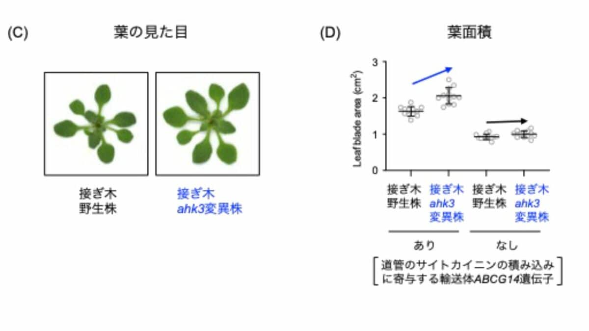 植物ホルモン「サイトカイニン」の長距離輸送メカニズムを解明「根の遺伝子」操作で葉の成長を促進【岡山大学・島根大学など】（RSK山陽放送）｜d ...