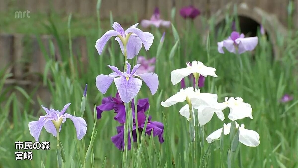 160種 約20万本のハナショウブが見ごろ 宮崎市・市民の森 | MRTニュース ｜ MRT宮崎放送