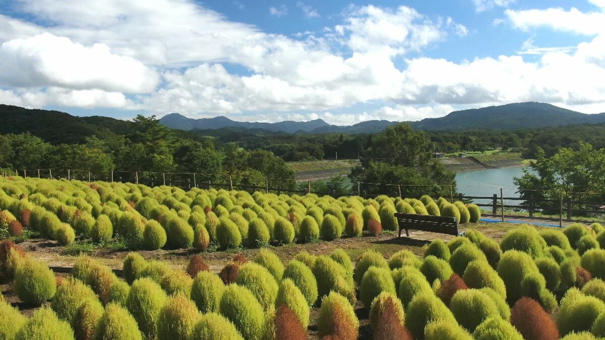 4000株のコキアが見頃に 紅葉のピークは10月中旬 大分農業文化公園るるパーク | TBS NEWS DIG