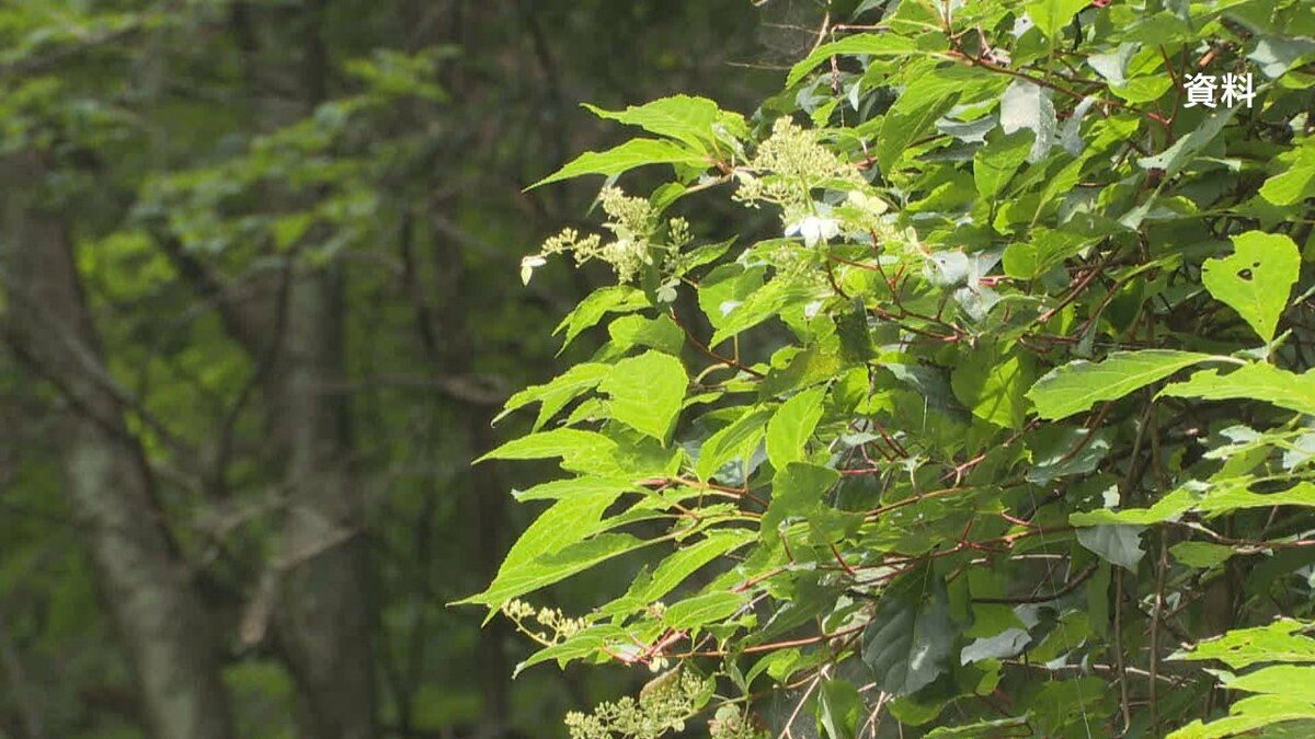「道に迷った」32歳男性を救助 登山道から外れた山の中で警察が発見 山梨・尾白川渓谷（UTYニュース）｜dメニューニュース（NTTドコモ）