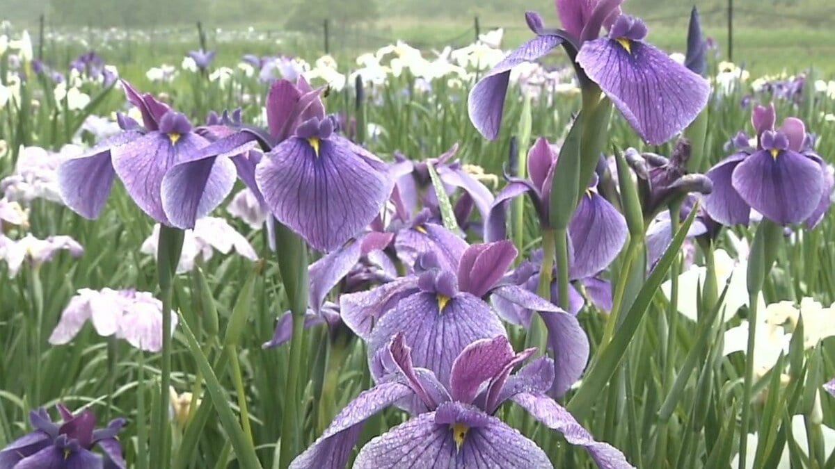 「神楽女湖」のハナショウブ 現在3分咲き 梅雨を彩る可憐な花は“週末が見ごろ” 大分 | TBS NEWS DIG