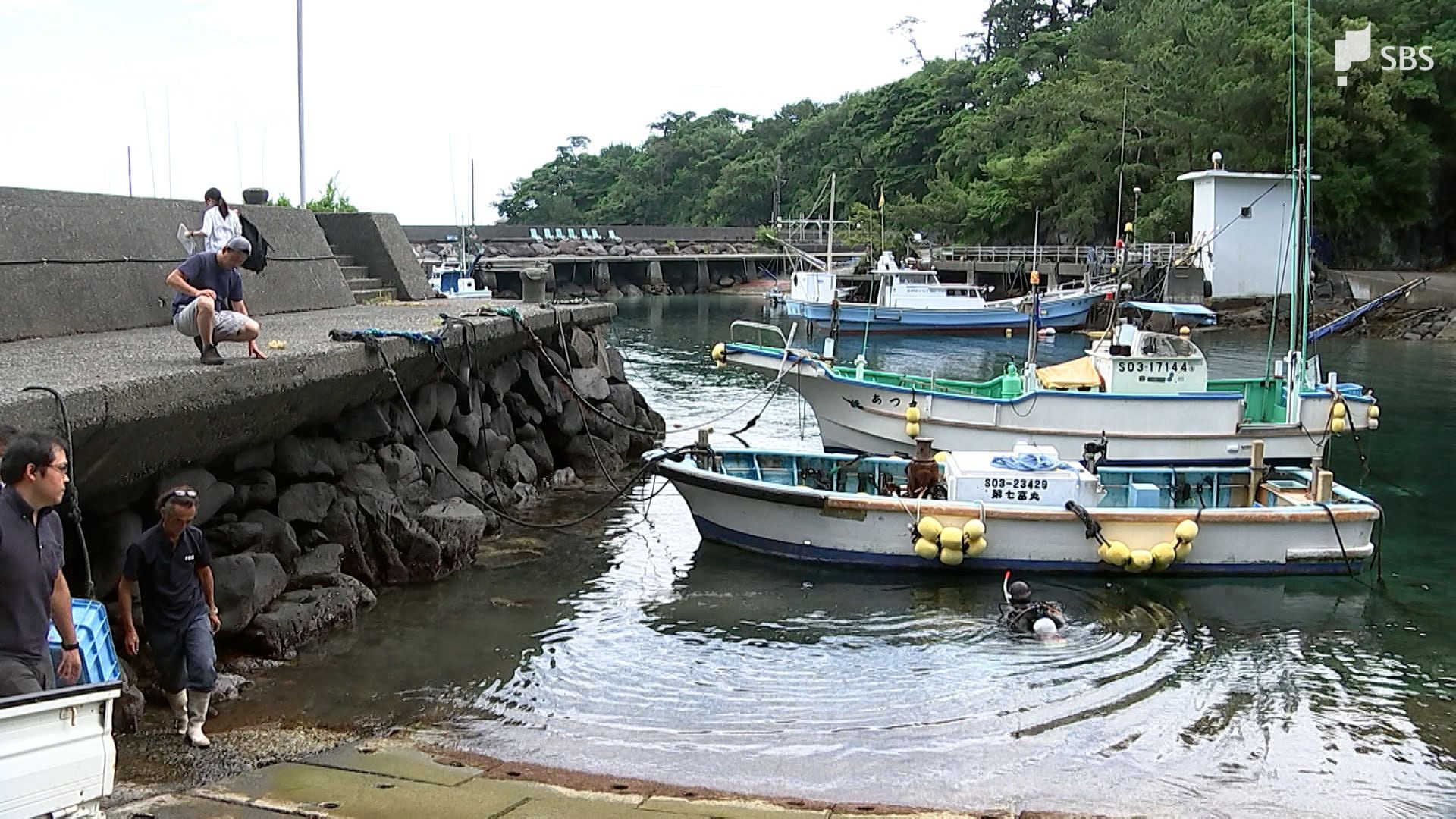 「深刻、何もないくらい」磯焼けが全国的に深刻化 海藻のもととなるカジメ定着へ 藻場の回復に向けた取り組み=静岡｜静岡新聞アットエス