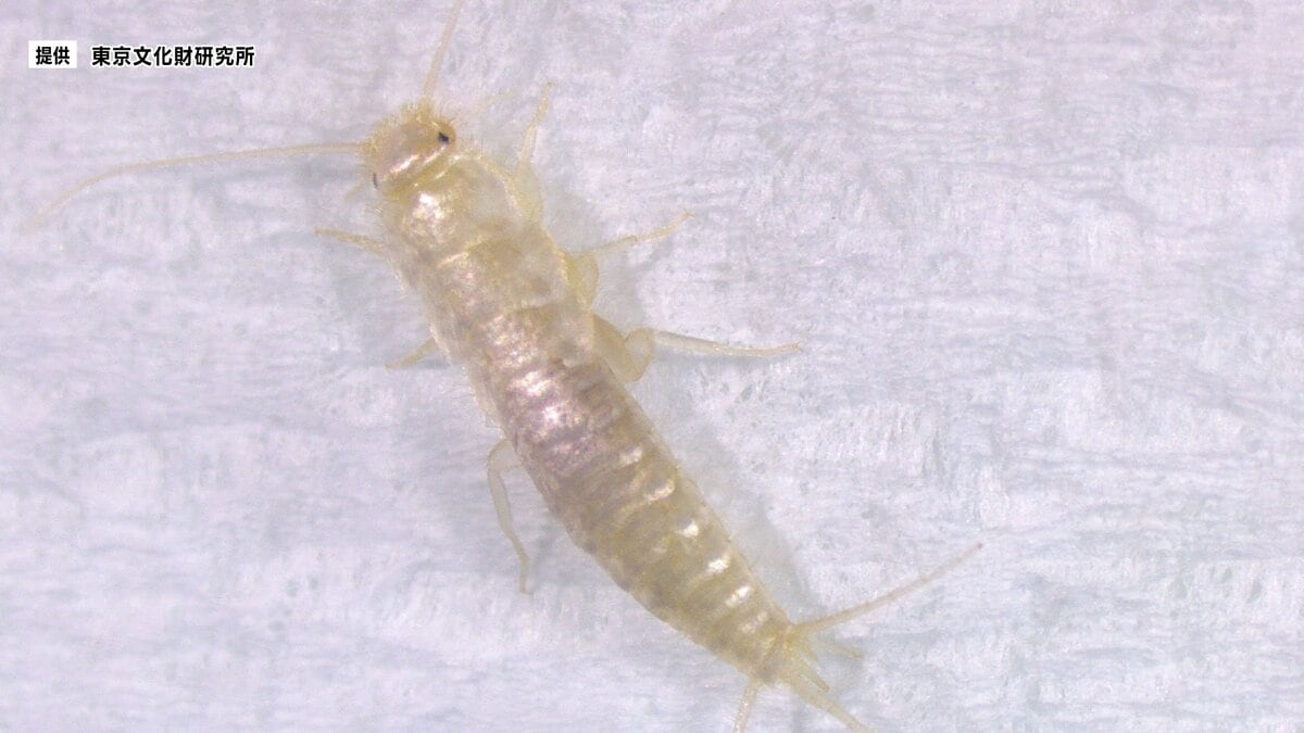 1匹見かけたら、3年後には2万匹に…爆発的繁殖力「ニュウハクシミ」の生態 文化財をむしばむ小さな脅威＜2025年アーカイブス＞ | TBS ...
