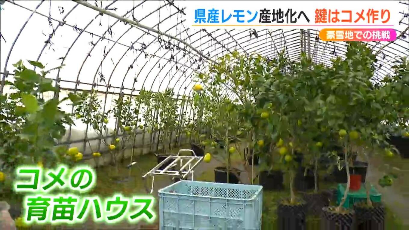 豪雪地・新潟で『県産レモン』に挑戦!! 栽培のカギは『米作り』の現場にあった！ | TBS NEWS DIG (5ページ)