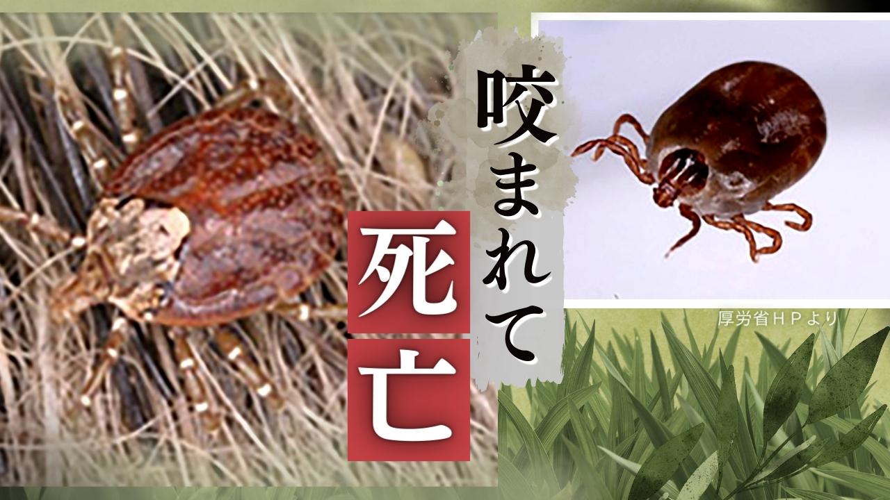 マダニに足を咬まれた女性が12日後に死亡、SFTSウイルスによるダニ媒介感染症 | TBS NEWS DIG