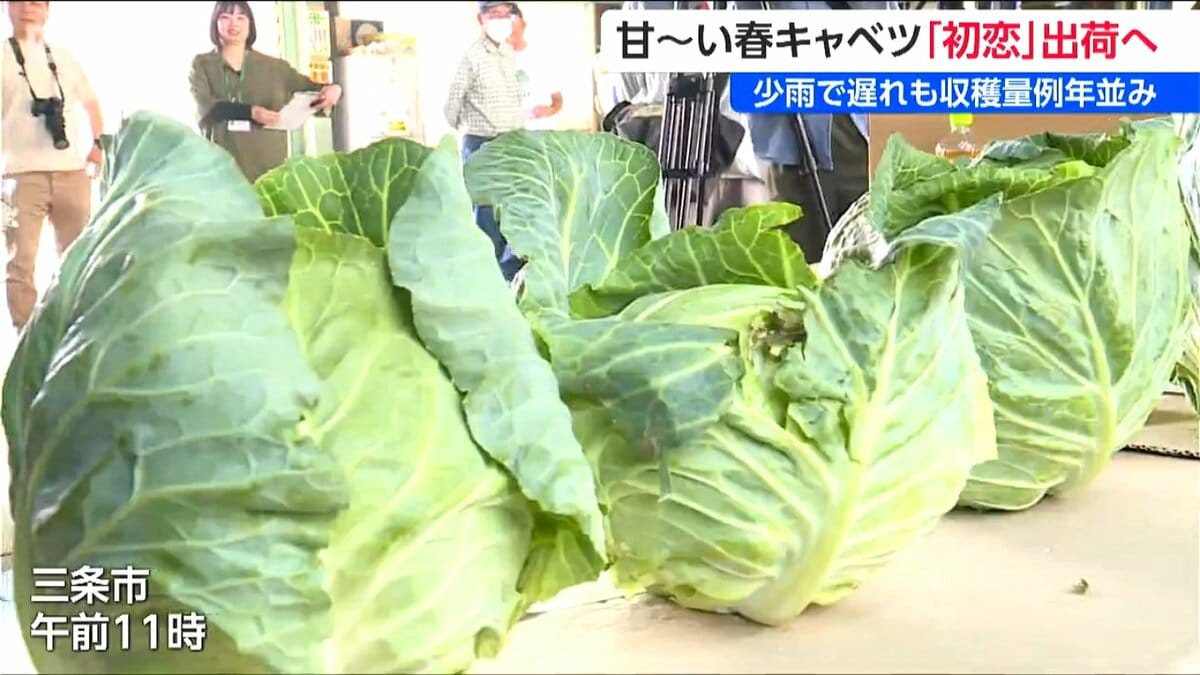 甘い春キャベツ『初恋』大きさや形を確かめる目合わせ会 新潟・三条市（BSN新潟放送）｜dメニューニュース（NTTドコモ）