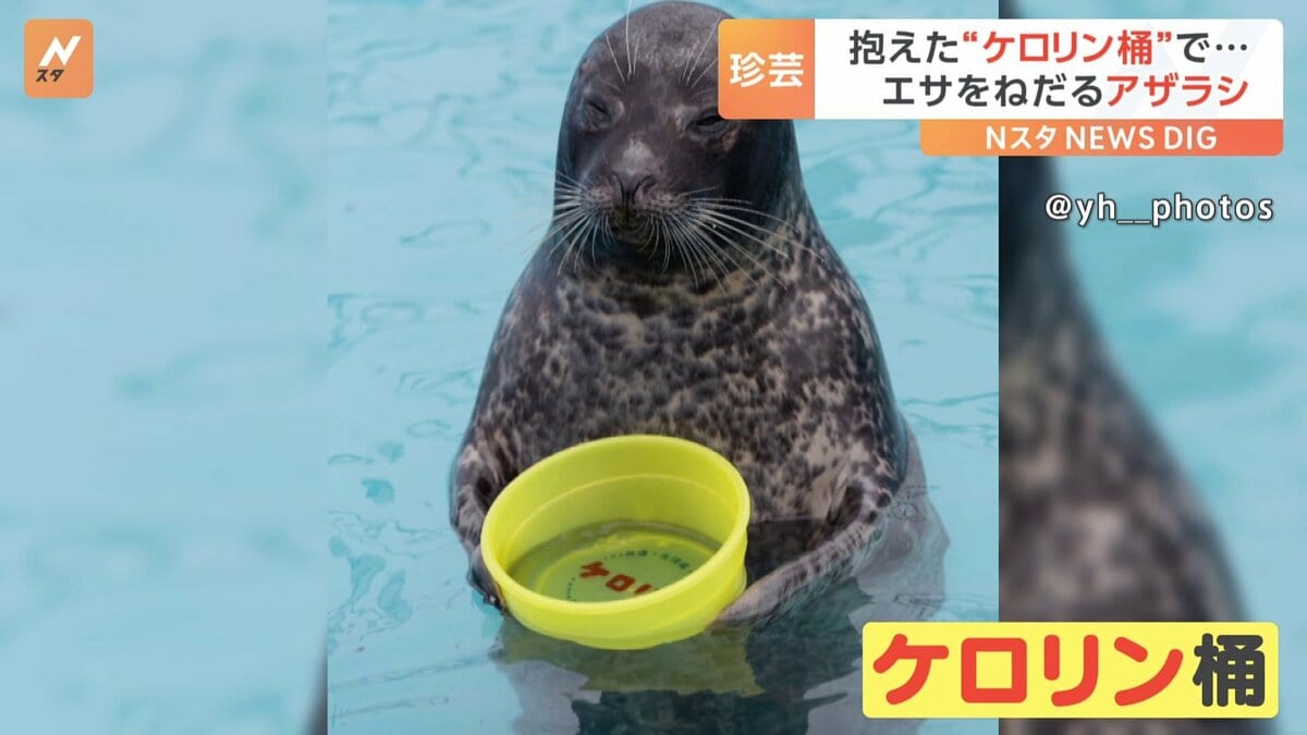 「アピールするのはいいけど…」ケロリン桶を抱えるアザラシが“かわいすぎる”と話題に | TBS NEWS DIG
