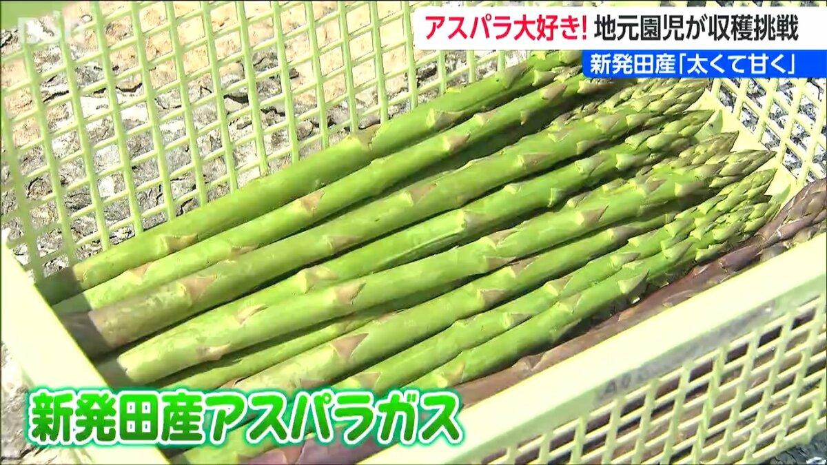 「太い、甘い、柔らかい」新発田産のアスパラガス 園児たちが収穫体験 保育園の給食でも提供 新潟（BSN新潟放送）｜dメニューニュース（NTTドコモ）