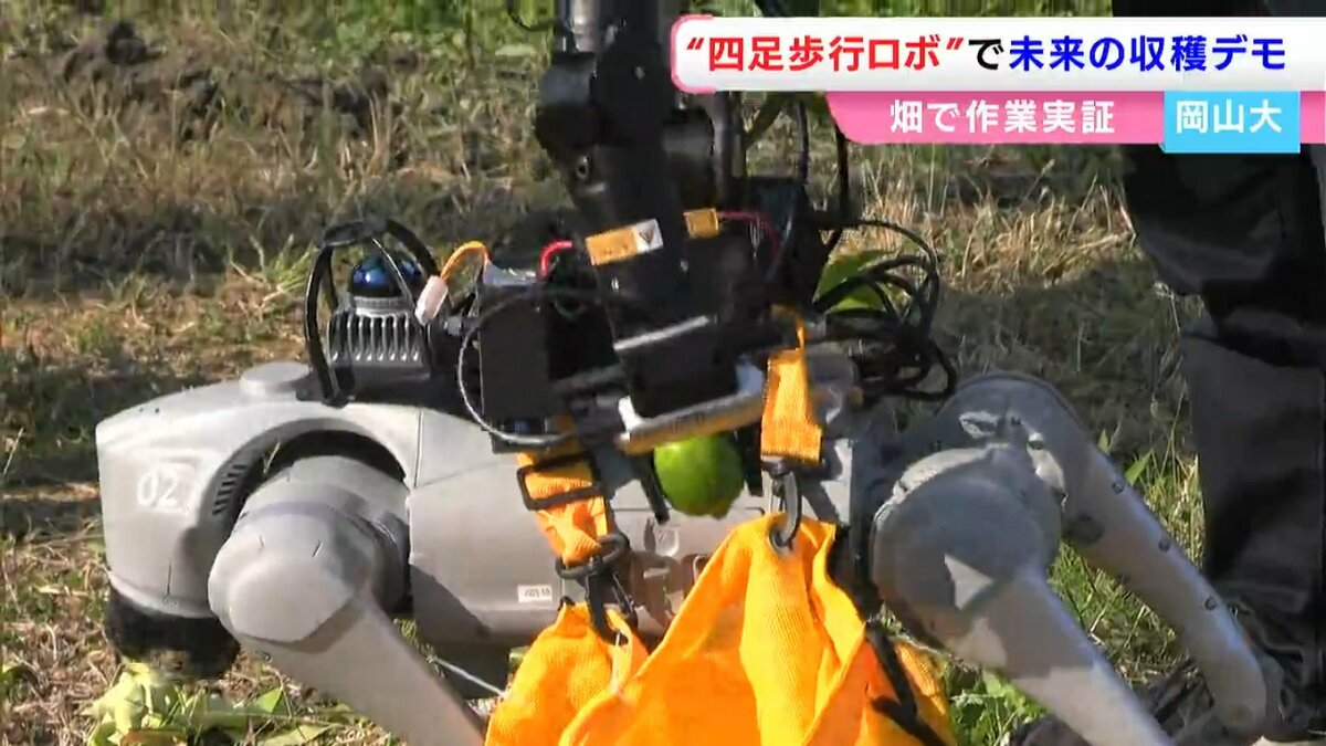 岡山大学に設立されたベンチャー企業が開発 四足歩行ロボットでレモン畑で収穫などの自動化目指す【岡山】（RSK山陽放送）｜dメニューニュース（NTTドコモ）