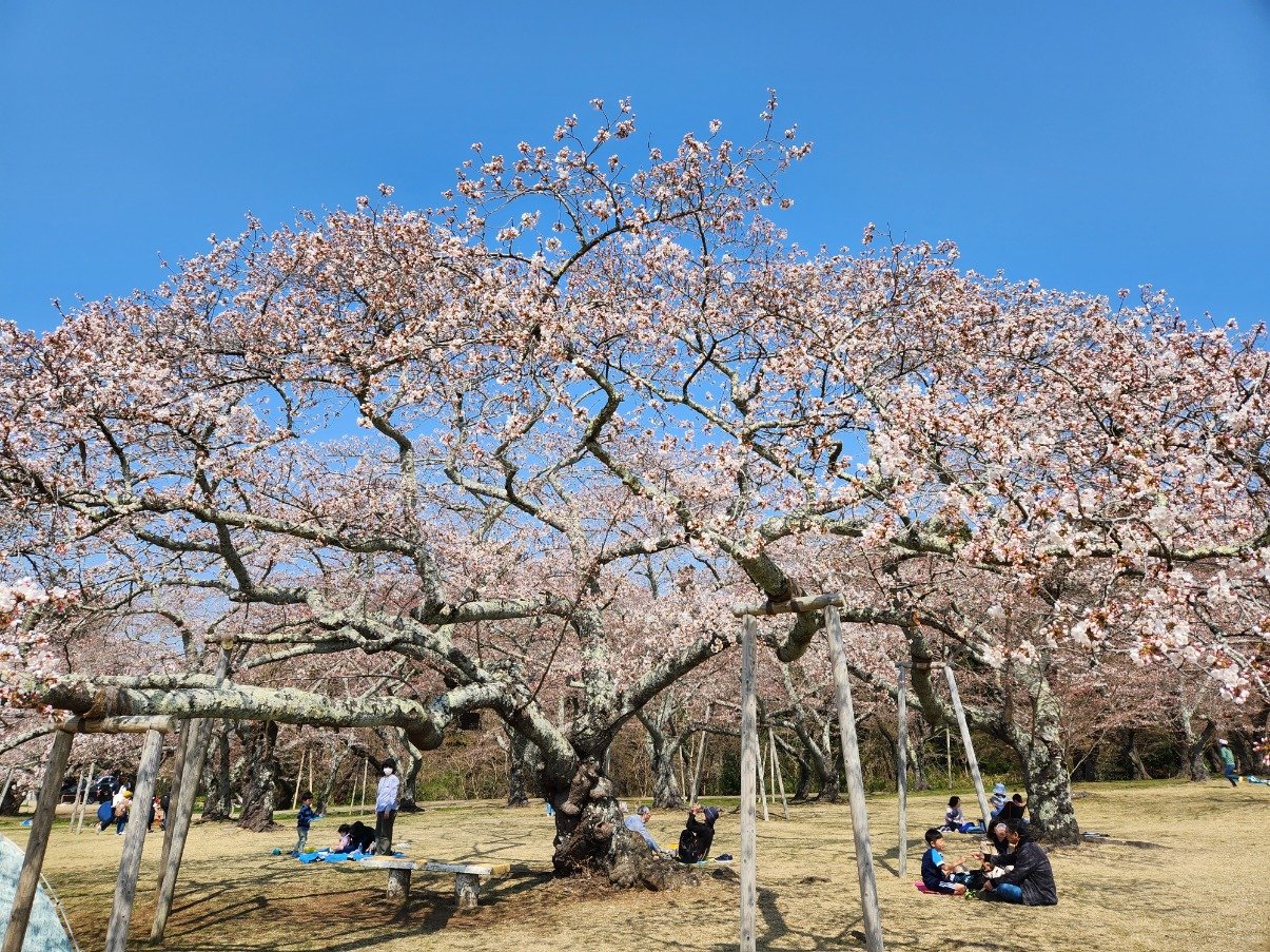 【気象庁・3か月予報】1月は厳しい寒さ続き「日本海側は大雪注意」3月は気温上昇「春の訪れやサクラの開花」早い可能性 tbc気象台（tbc東北放送）｜dメニューニュース（NTTドコモ）