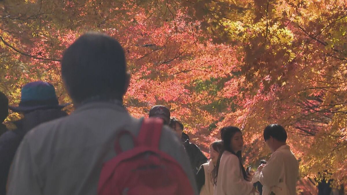 「グラデーションがとても素敵」箕輪町の「もみじ湖」 約1万本の真っ赤なモミジが見頃 長野（SBC信越放送）｜dメニューニュース（NTTドコモ）