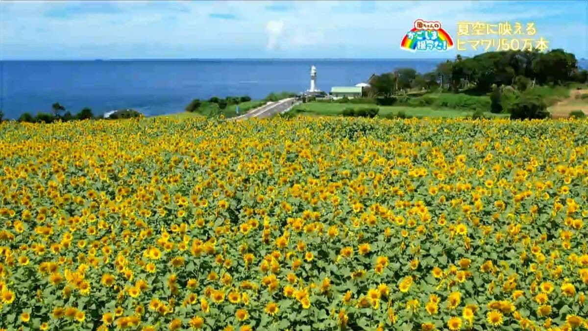 50万本のヒマワリ 長島町【亀ちゃんのかごしま撮った！】 | 鹿児島のニュース｜MBC NEWS｜南日本放送