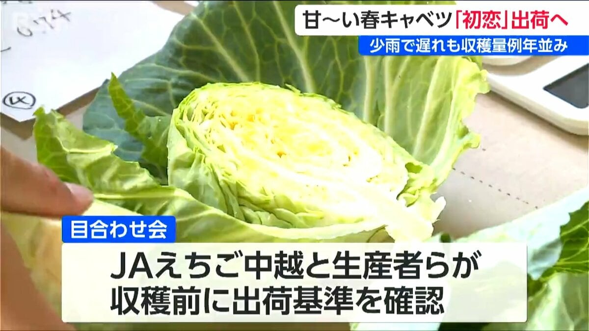 甘い春キャベツ『初恋』大きさや形を確かめる目合わせ会 新潟・三条市（BSN新潟放送）｜dメニューニュース（NTTドコモ）