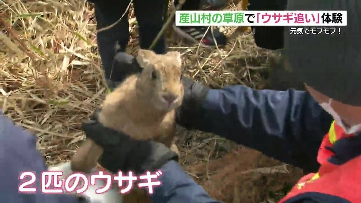 元気でもふもふ！大草原で「ウサギ追い」体験 | 熊本のニュース｜RKK NEWS｜RKK熊本放送