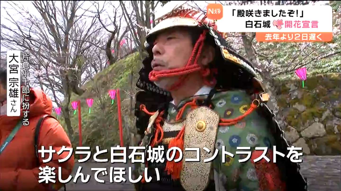 「殿ソメイヨシノが咲きましたぞ、見事じゃ喜べ！」白石市益岡公園でソメイヨシノ開花 宮城（tbc東北放送）｜dメニューニュース（NTTドコモ）