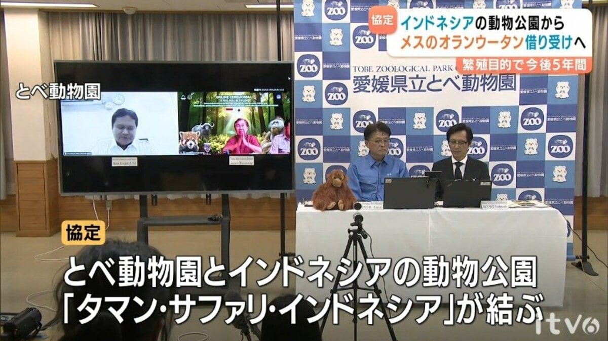 県立とべ動物園 メスのオランウータンを借り受けへ ?殖へインドネシアと協定 | TBS NEWS DIG