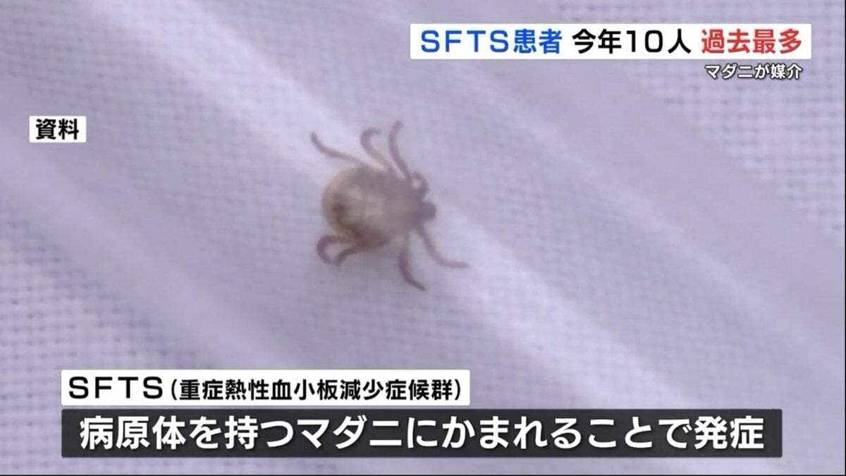 致死率6～30％ マダニが原因の感染症「SFTS」患者数が今年10人、熊本県で過去最多 森林や草原で肌の露出控えて | TBS NEWS DIG