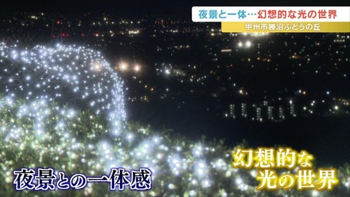 夜景と一体 約1万球のLEDライトで幻想的な光の世界 | TBS NEWS DIG