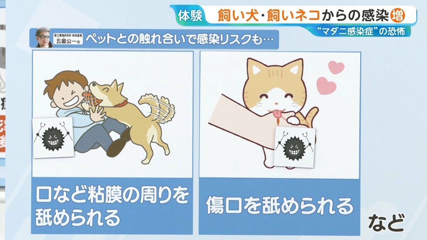 致死率30％“マダニ感染症”「SFTS」ペットとのふれあいで感染リスクも…もしマダニにかまれたら【ひるおび】 | TBS NEWS DIG (3ページ)