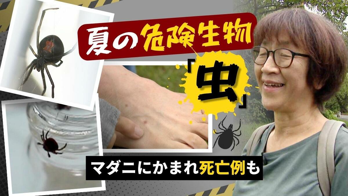 注意！“夏の危険生物”虫による相次ぐ被害 マダニにかまれて死亡した例も Tbs News Dig