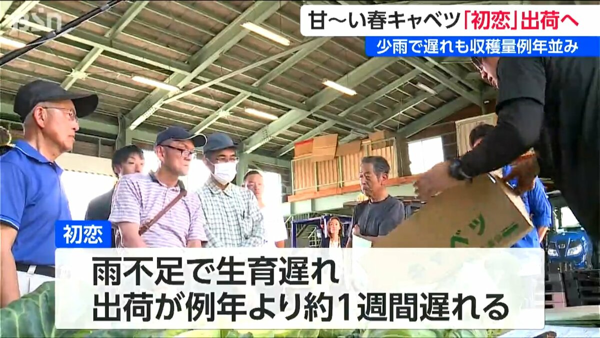 甘い春キャベツ『初恋』大きさや形を確かめる目合わせ会 新潟・三条市（BSN新潟放送）｜dメニューニュース（NTTドコモ）