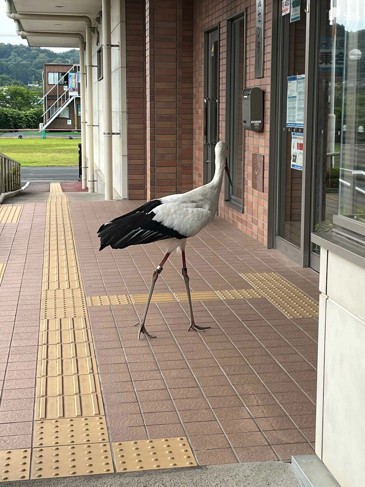 「駐車場にコウノトリがいる」街灯に止まったりウロウロしたり…千葉・野田市→静岡・磐田市約220キロかけて飛来か | TBS NEWS DIG