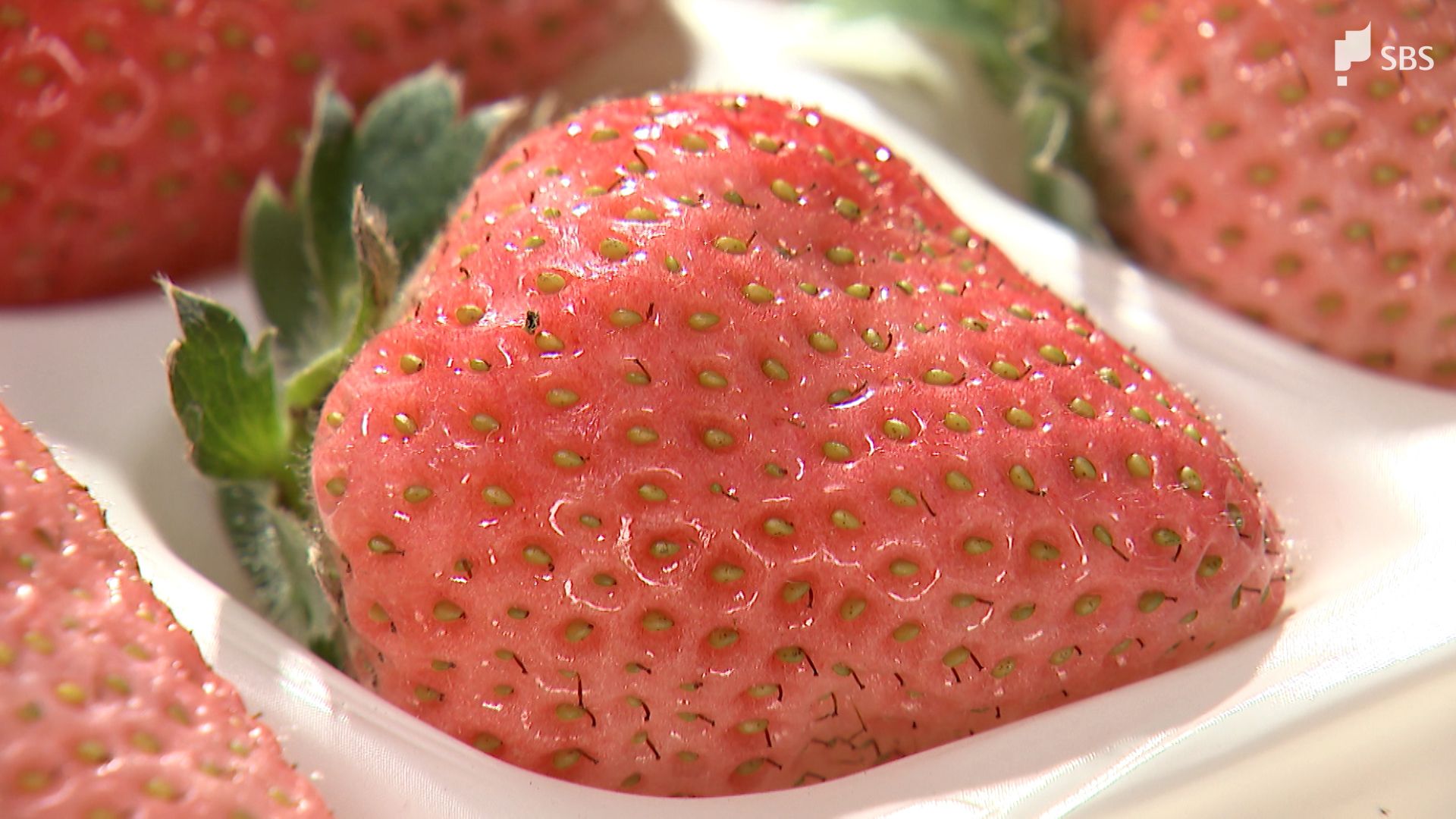 「完売していること多い」タルトの人気店も認めた！親子が育てた桃の香りがするイチゴ【しずおか産】 | TBS NEWS DIG