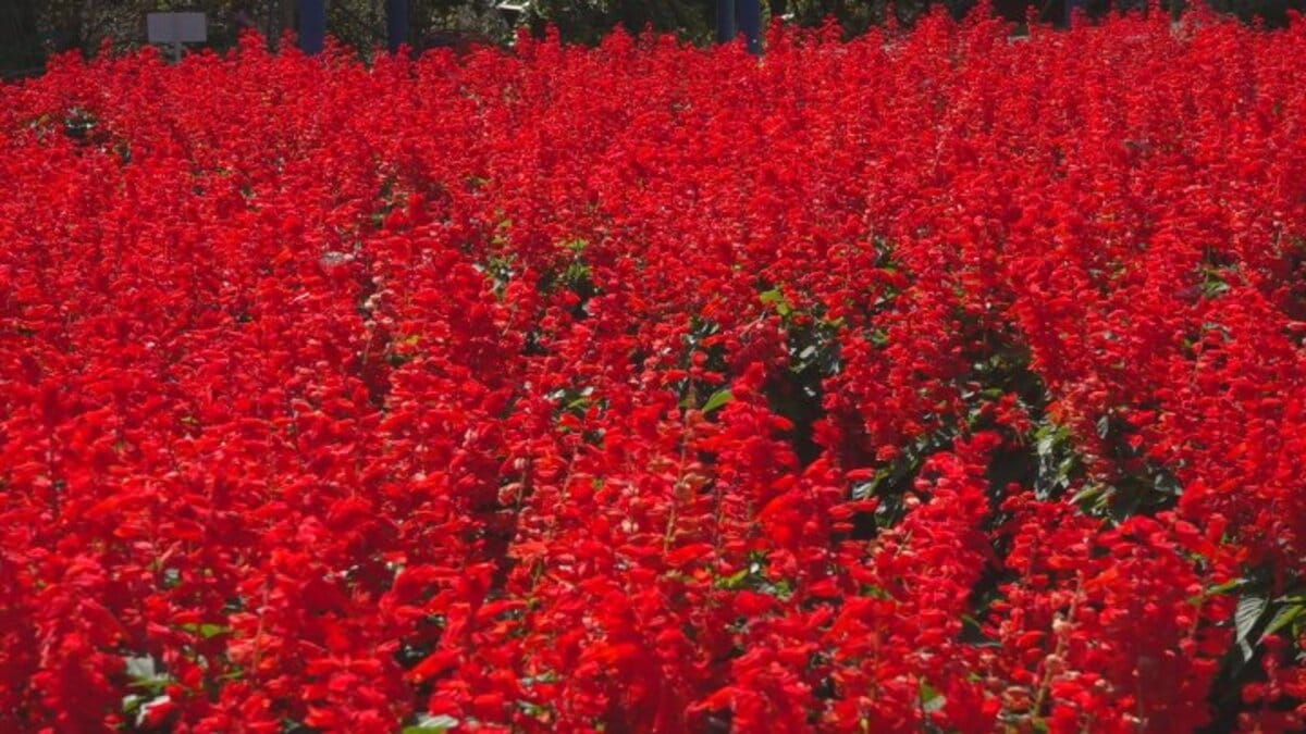 真っ赤なサルビアの花が公園を彩る 北杜市・南八ヶ岳花の森公園 | TBS NEWS DIG
