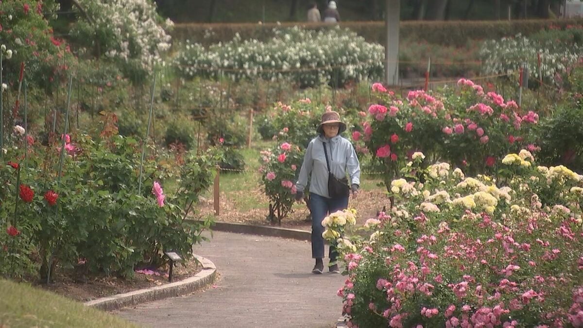 赤、ピンク、黄、オレンジ、白 色鮮やかなバラ1700本が見ごろ 周囲を囲む豪華な“バラのトンネル”も 岩手・滝沢市（IBC岩手放送）｜d ...