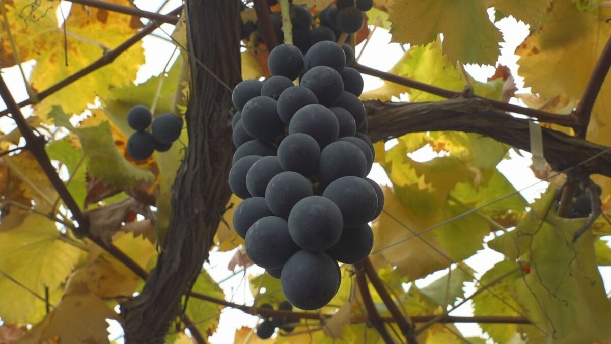 十分に熟し収穫するため露地モノより糖度が高い「こがらしぶどう」 巨峰を出荷開始 山梨市（UTYニュース）｜dメニューニュース（NTTドコモ）
