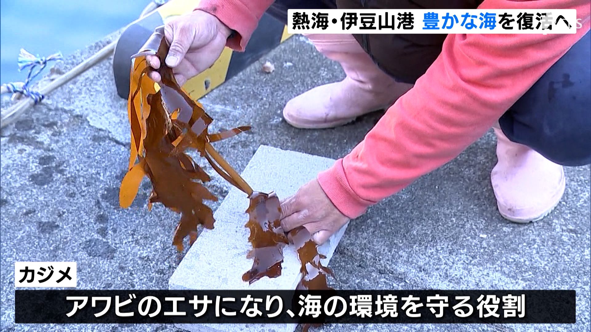 「海の水の大切さ学んだので港で恩返しを」アワビの漁場復活へエサの海藻「カジメ」を養殖 土石流被害の港復興願い＝静岡・熱海市 | TBS ...