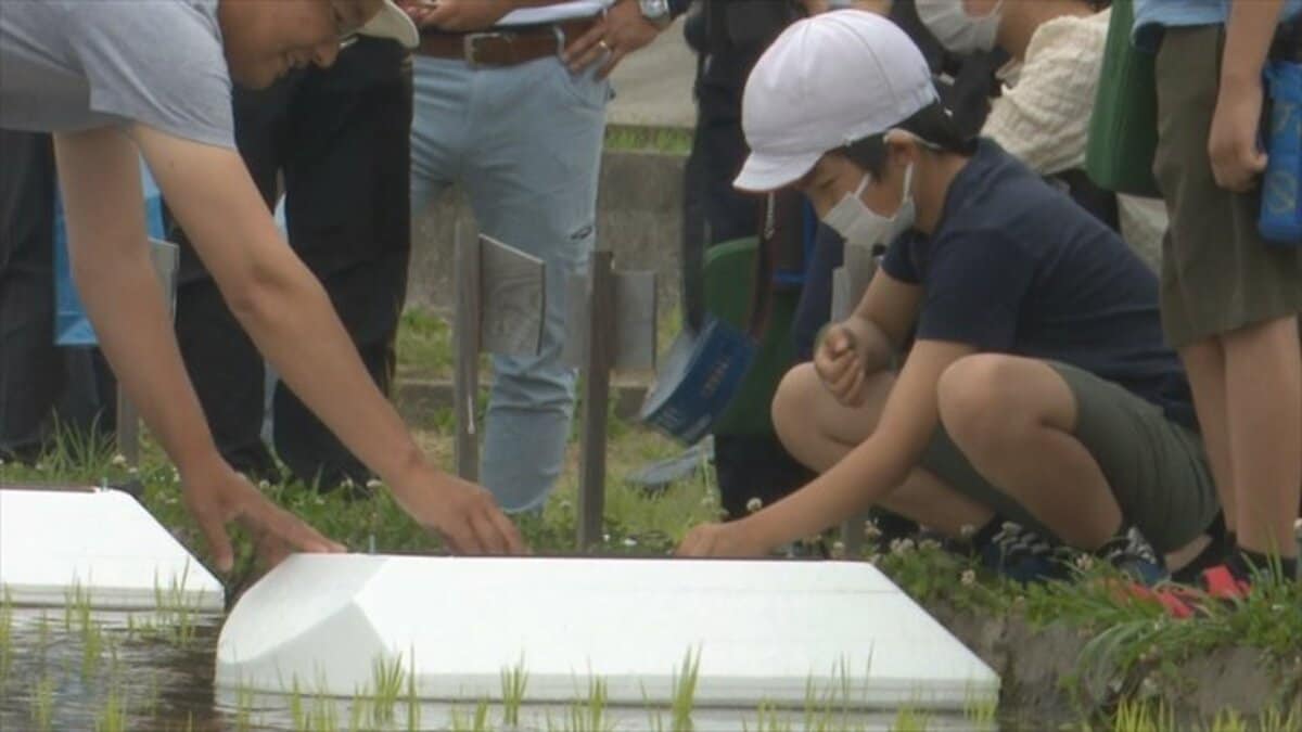 「アイガモロボ」をプログラミングし田んぼに放つ 小学生がITの農作業支援を学ぶ 山梨 | TBS NEWS DIG