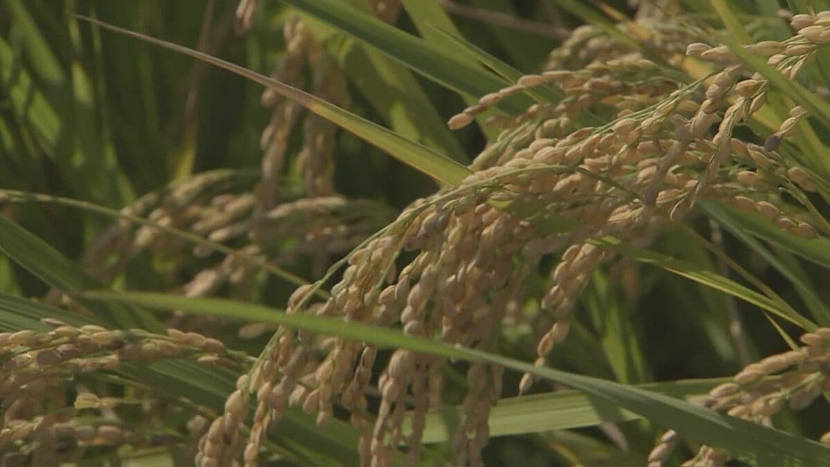 今年のコメ 生産量が需要上回る見通し 来年の在庫量も回復 農水省 | TBS NEWS DIG