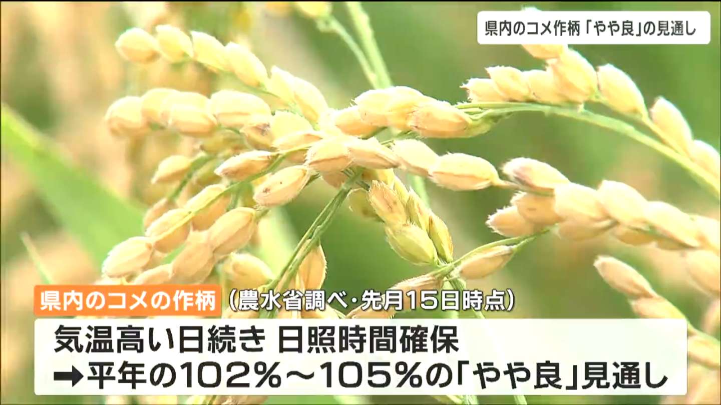 コメ作況 宮城は102〜105「やや良」流通は順次回復の見通し（tbc東北放送）｜dメニューニュース（NTTドコモ）