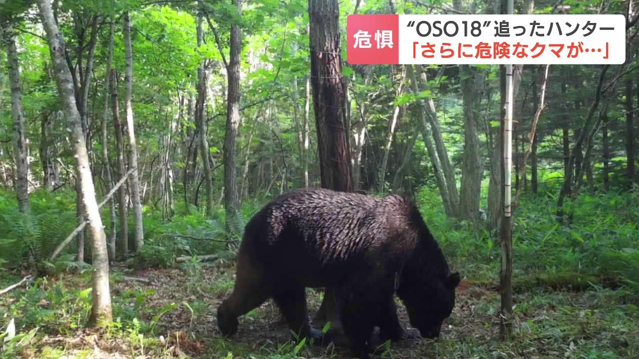 「共存なんてできるわけない」牛66頭を襲った“OSO18”追い続けたハンター さらに危険なクマが存在する可能性を指摘 | TBS NEWS DIG (2ページ)