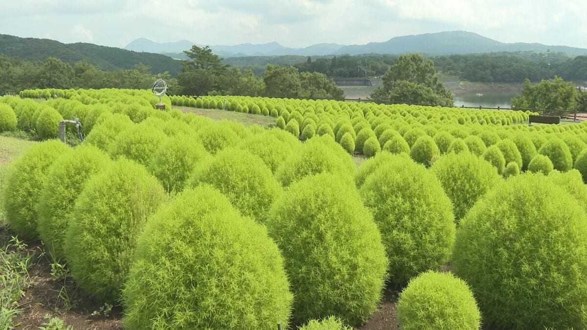 4000本のコキア見頃に 緑と青空とのコントラスト広がる 大分農業文化公園るるパーク | TBS NEWS DIG