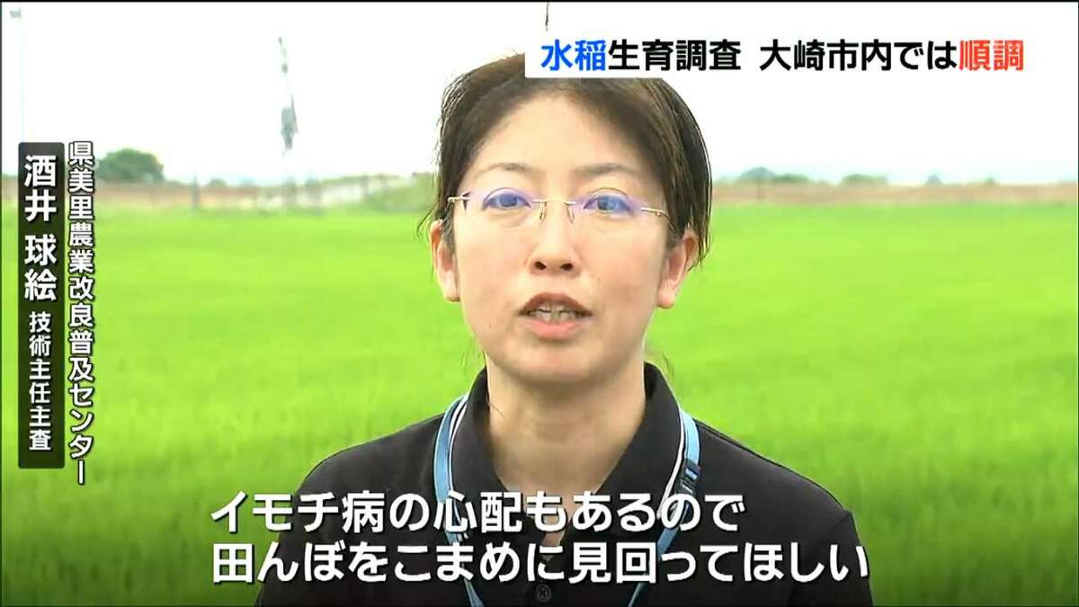 イネの生育は過去5年平均上回り順調 宮城・大崎市（tbc東北放送）｜dメニューニュース（NTTドコモ）