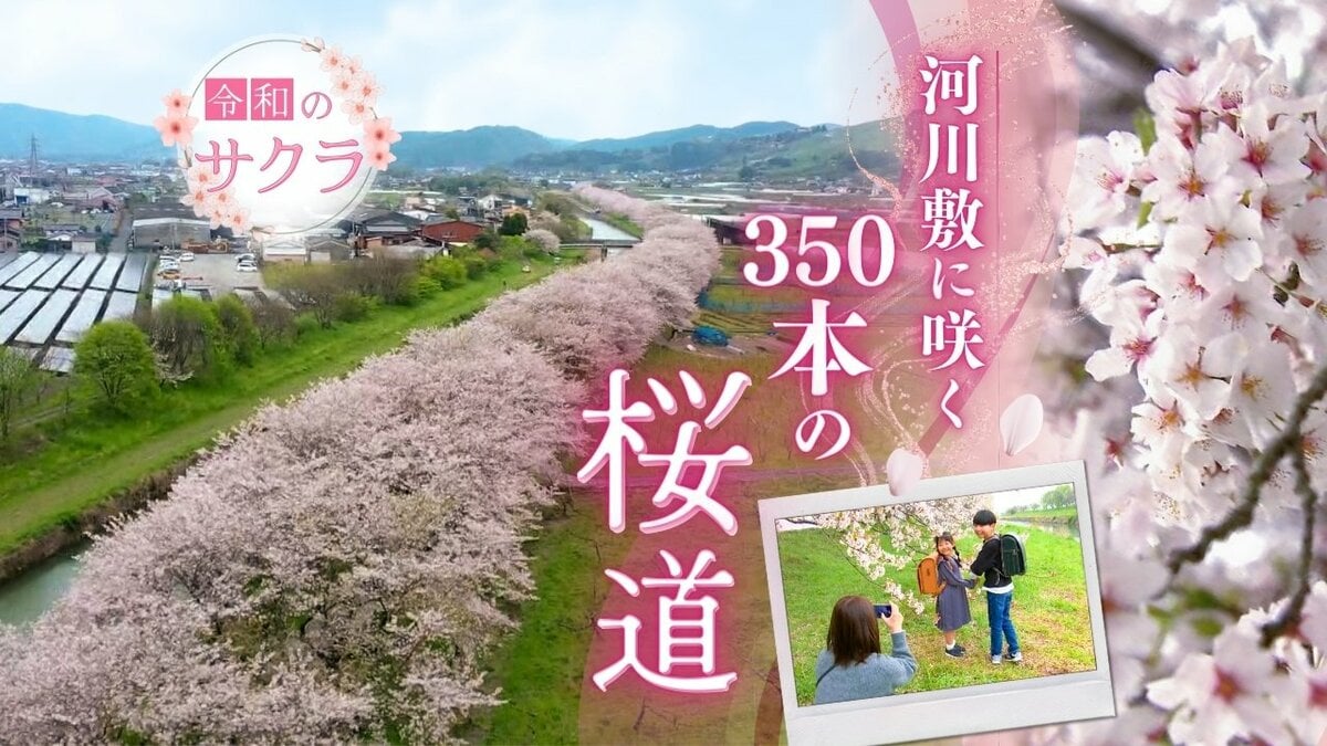 川沿いに咲く350本のサクラ 福岡県うきは市～巨瀬川の河川敷 | TBS NEWS DIG