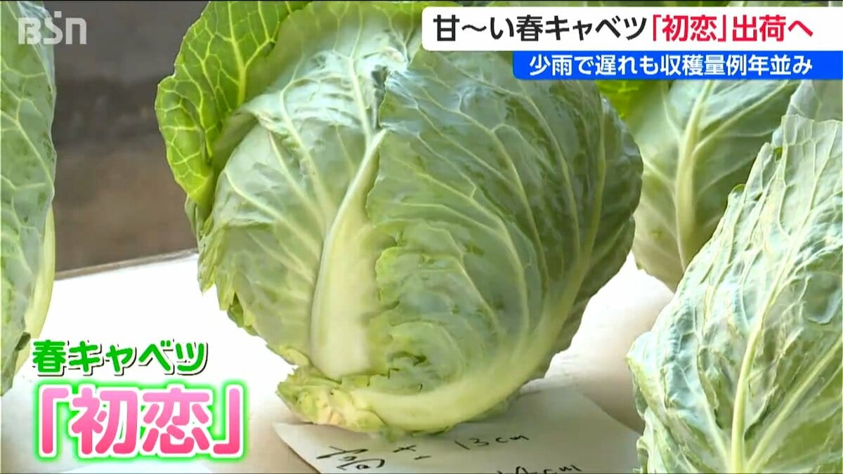 甘い春キャベツ『初恋』大きさや形を確かめる目合わせ会 新潟・三条市（BSN新潟放送）｜dメニューニュース（NTTドコモ）