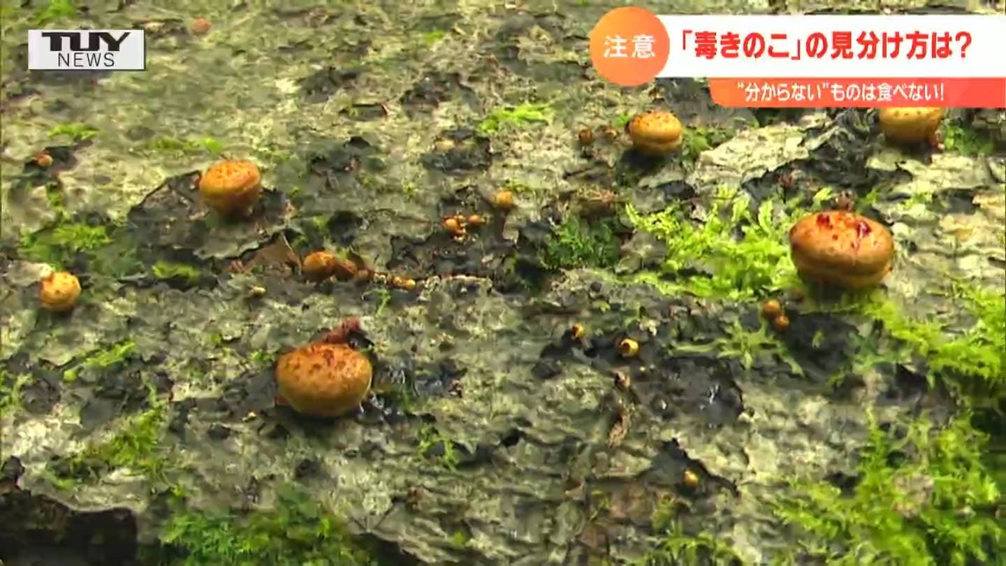 秋だ！登山だ！きのこ狩りだ！ でも、毒きのこにはご注意を | TBS NEWS DIG